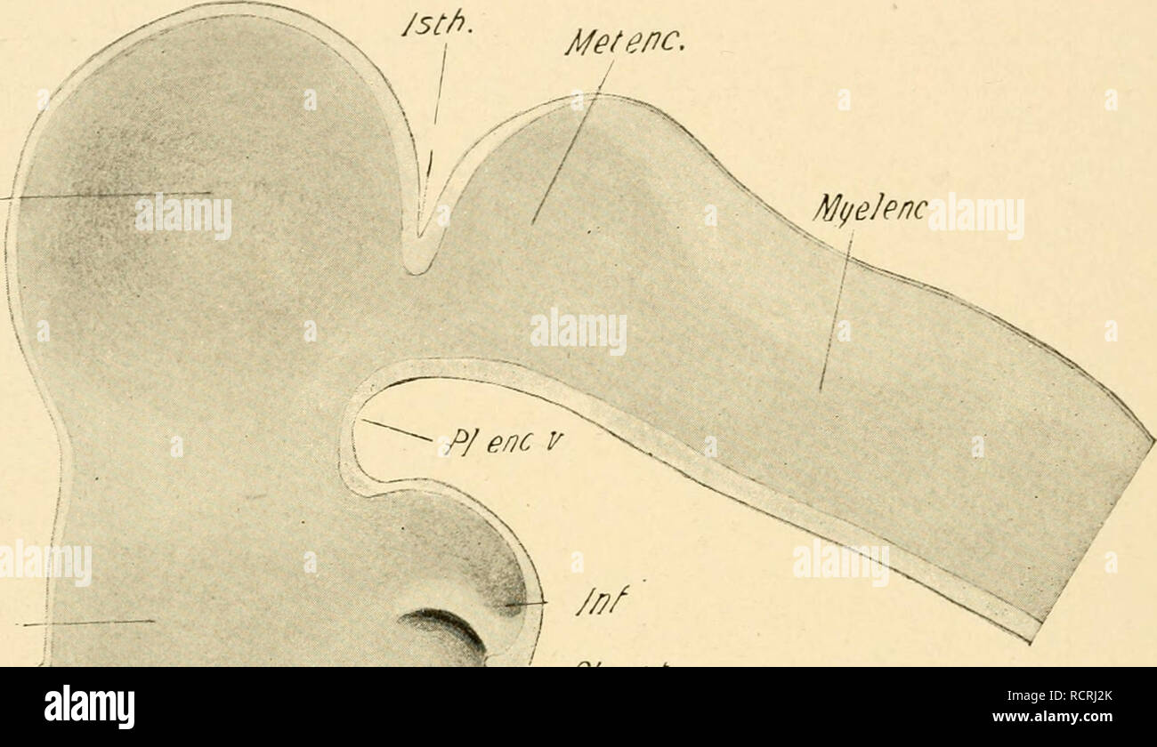 . The development of the chick; an introduction to embryology. Birds ...