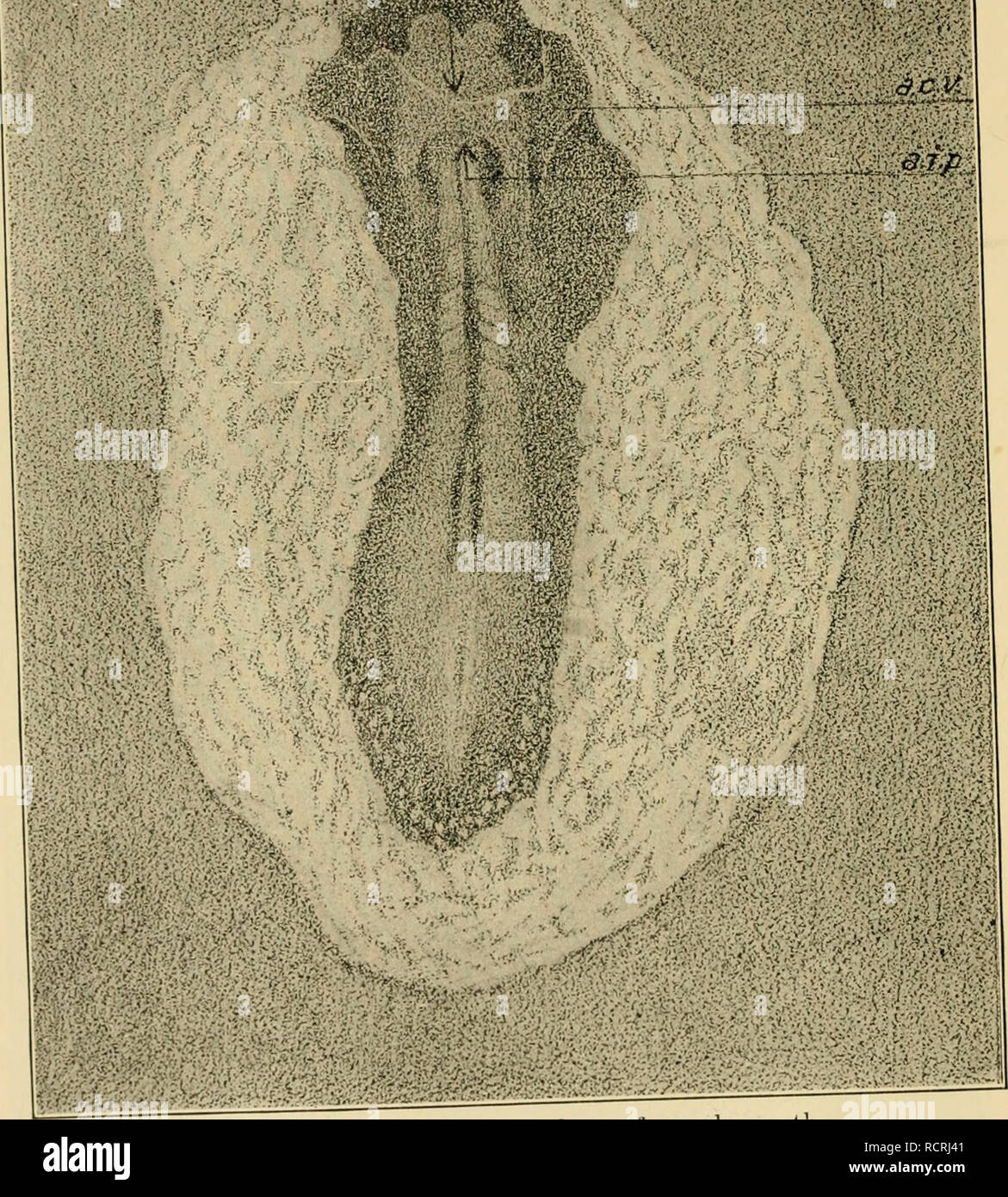 . The development of the chick : an introduction to embryology ...
