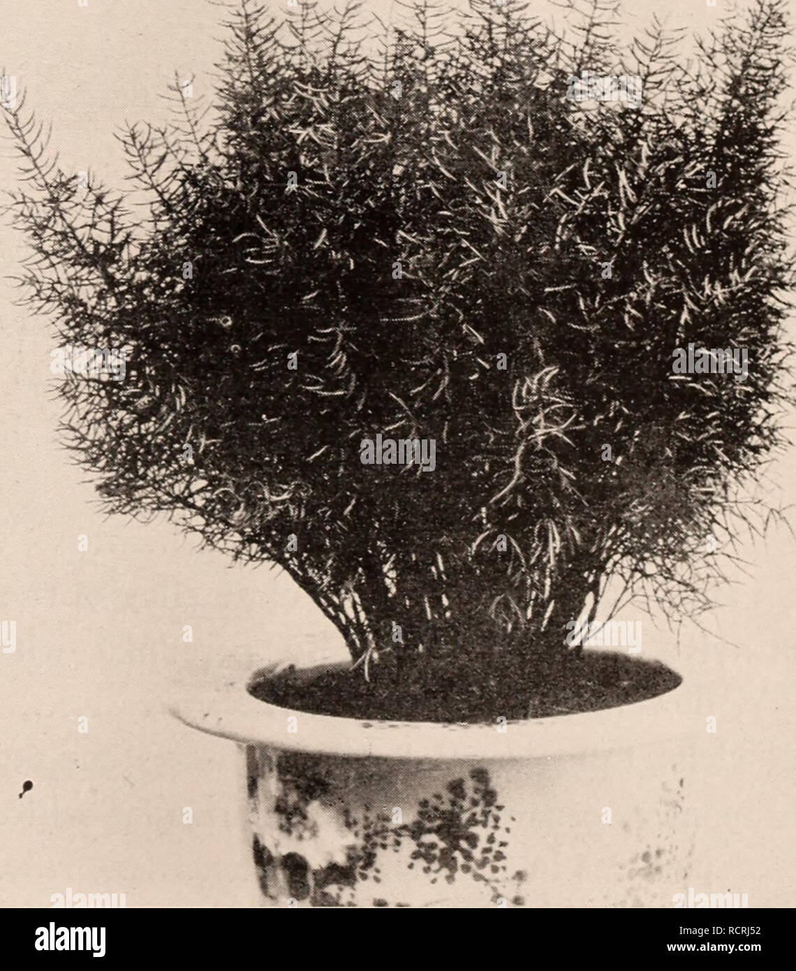 Amure hi-res stock photography and images - Alamy