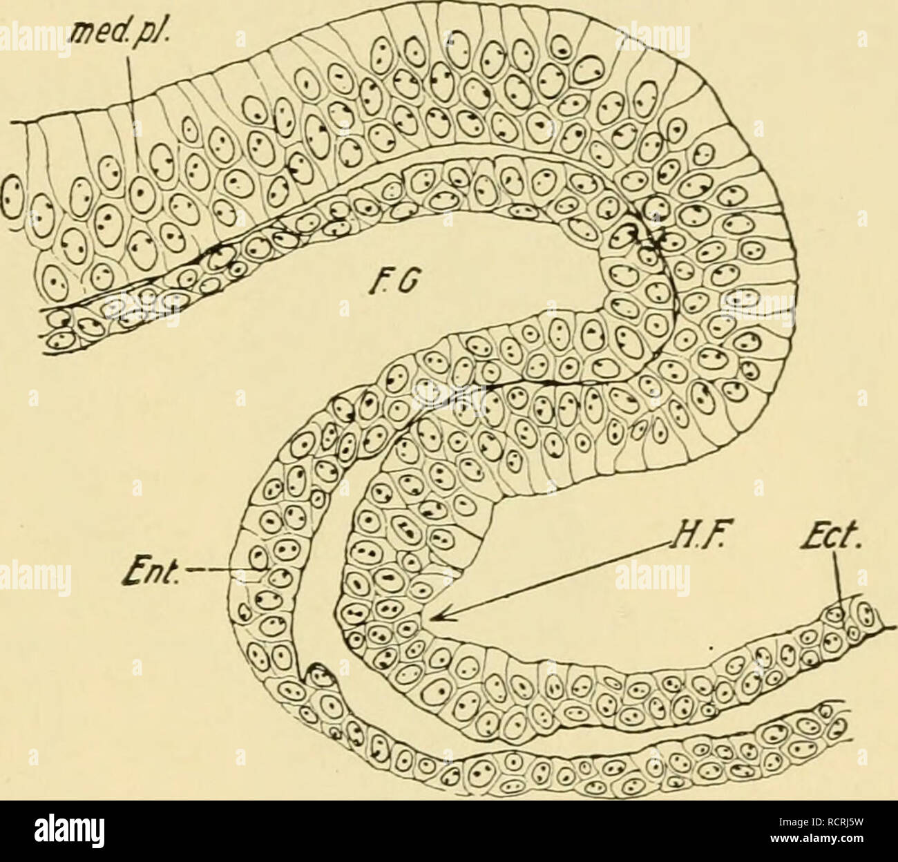 . The development of the chick : an introduction to embryology ...