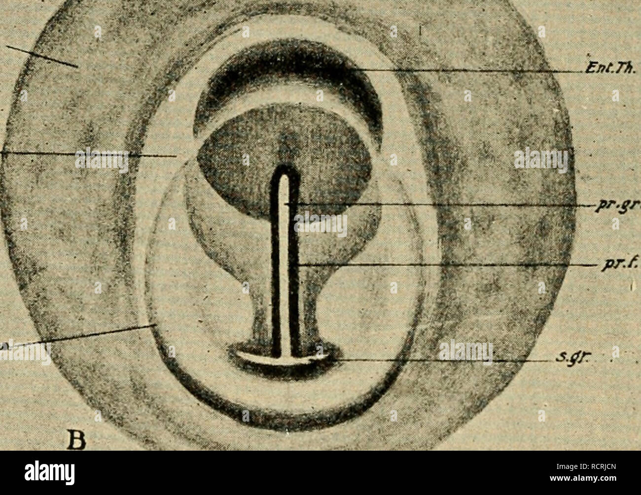 . The development of the chick : an introduction to embryology ...