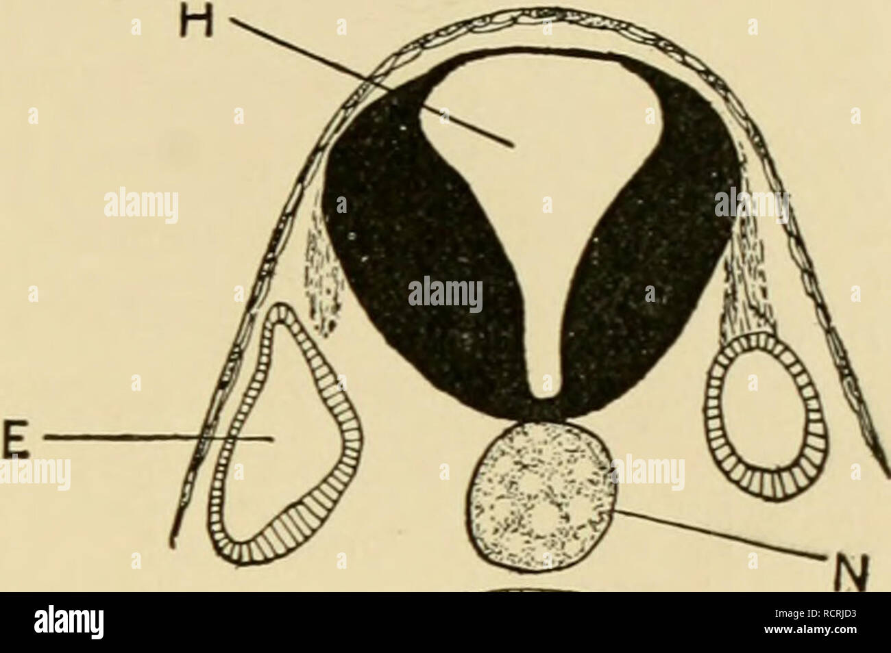 . The development of the frog's egg; an introduction to experimental ...