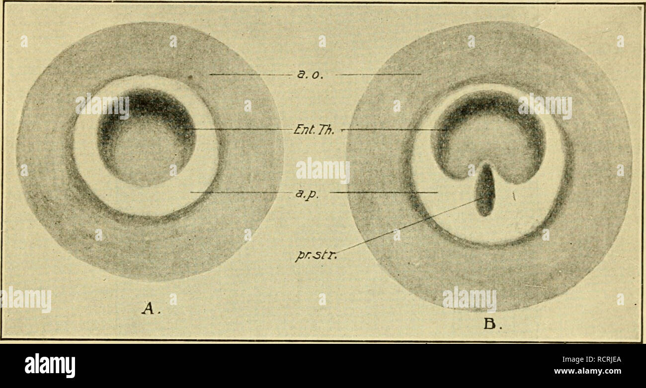 . The development of the chick : an introduction to embryology ...