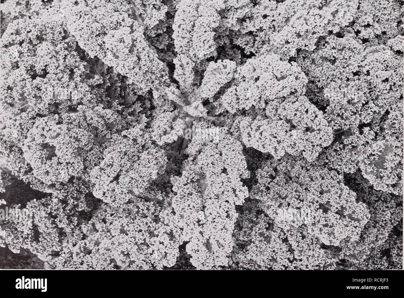 Dulce base hi-res stock photography and images - Alamy