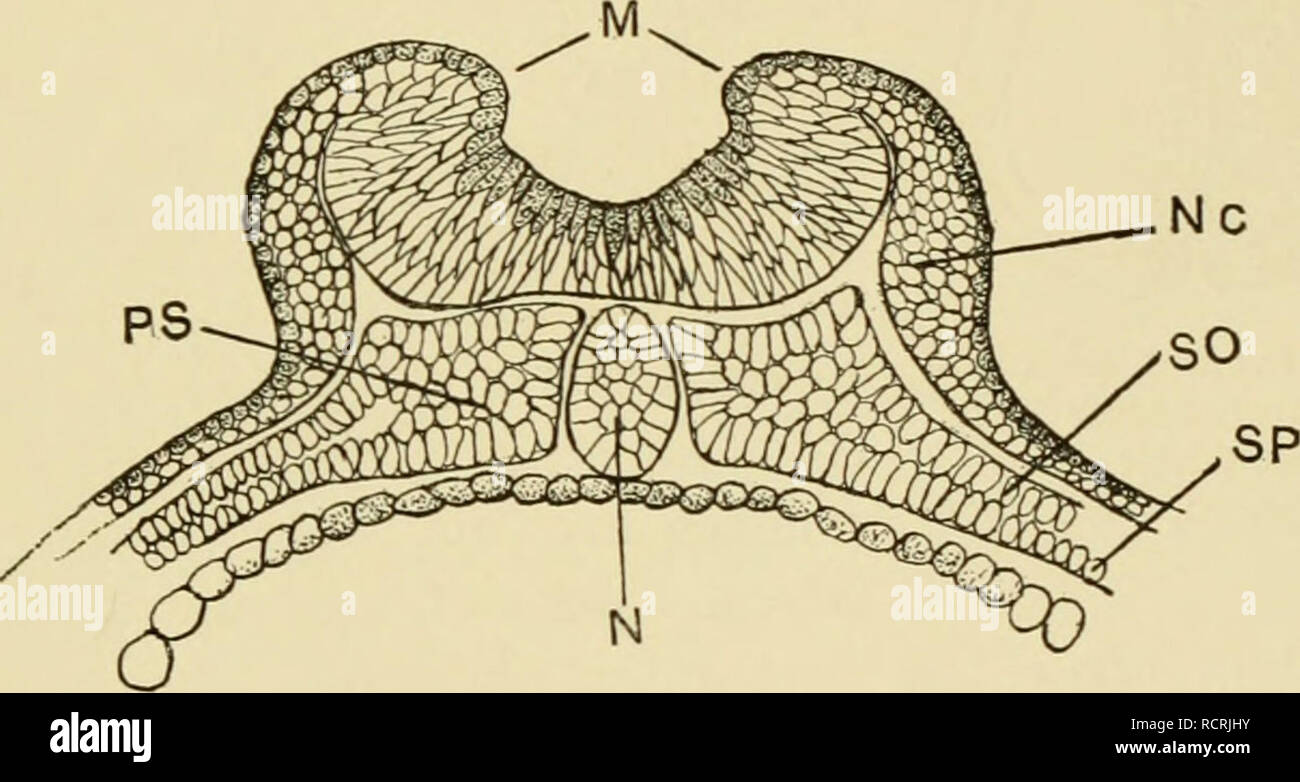 . The development of the frog's egg; an introduction to experimental ...