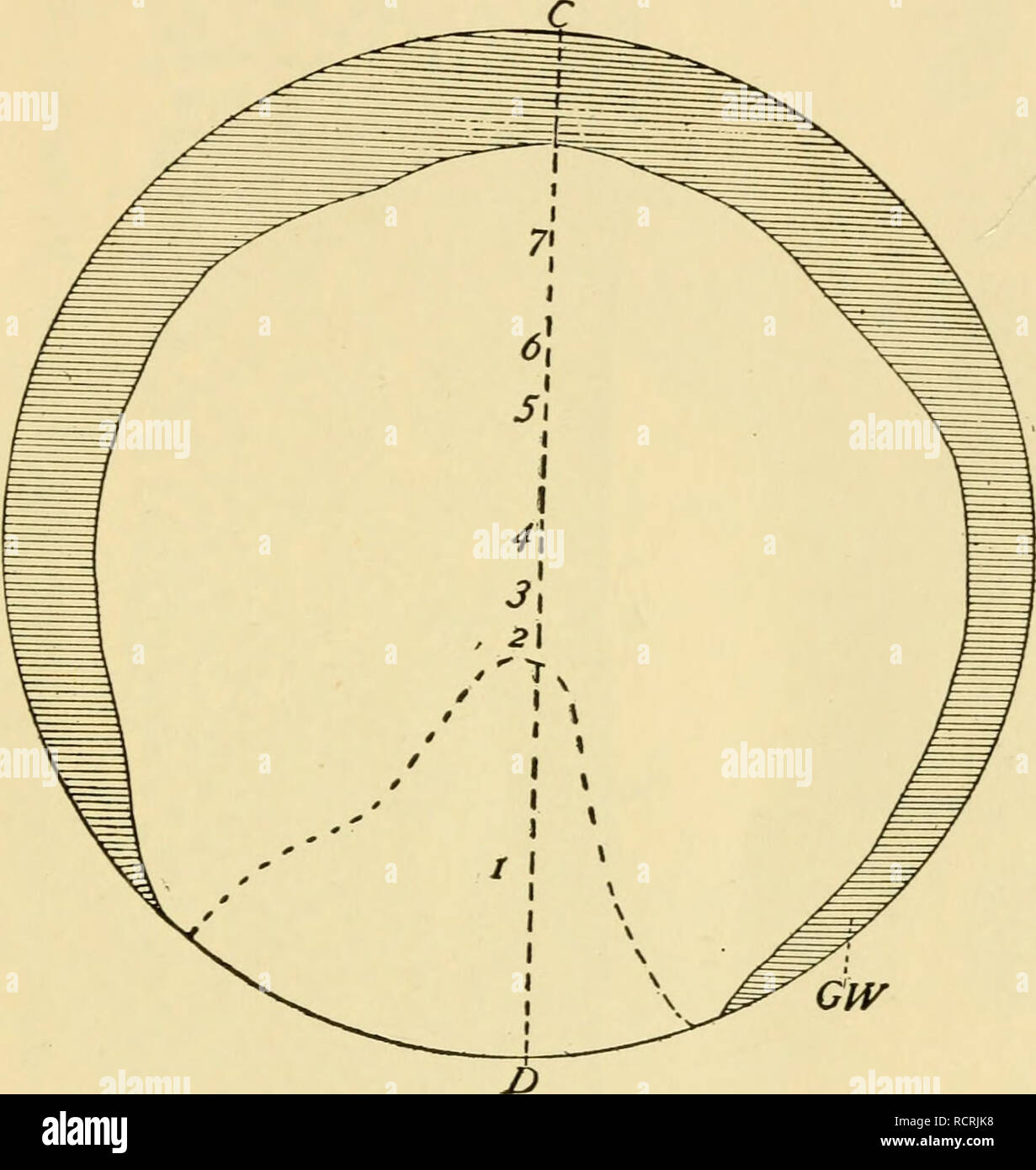 . The development of the chick : an introduction to embryology ...
