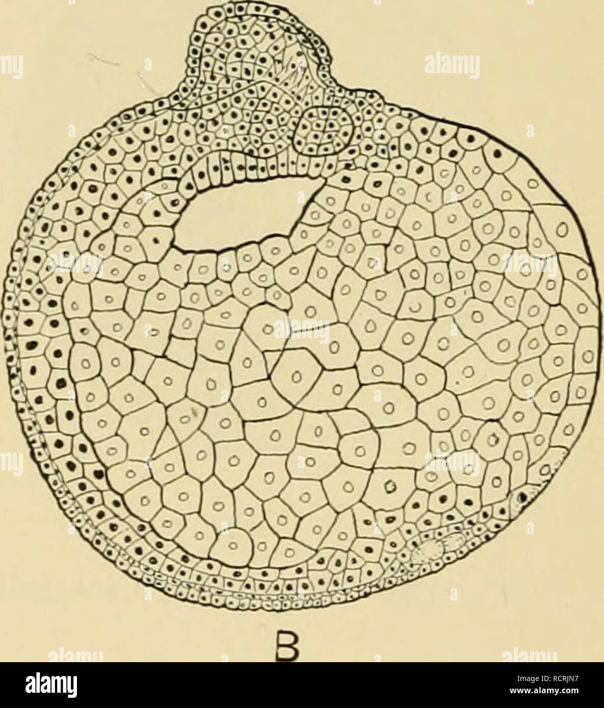 . The development of the frog's egg; an introduction to experimental ...