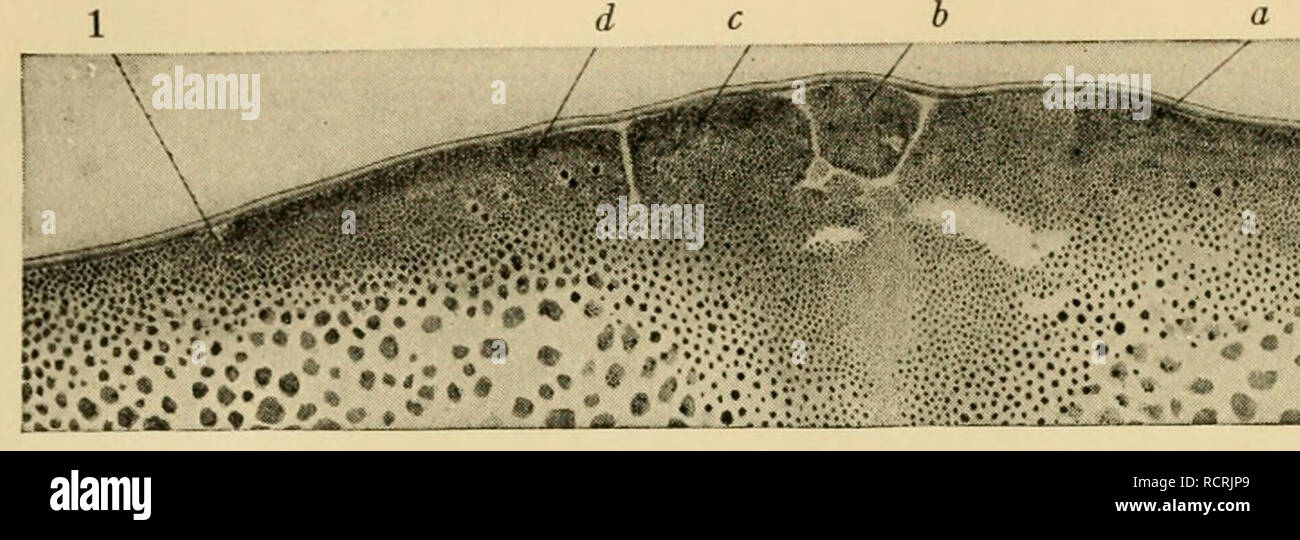 . The development of the chick : an introduction to embryology ...