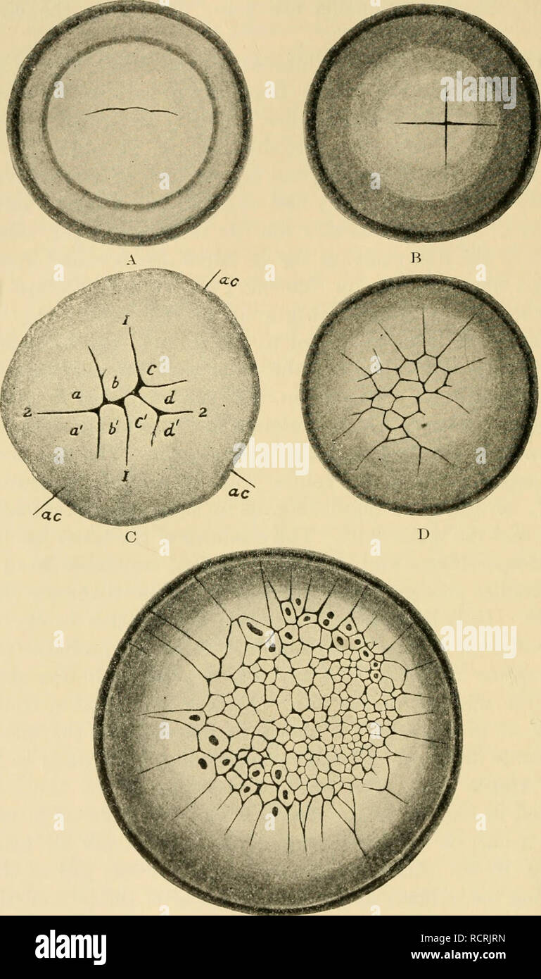. The development of the chick : an introduction to embryology ...