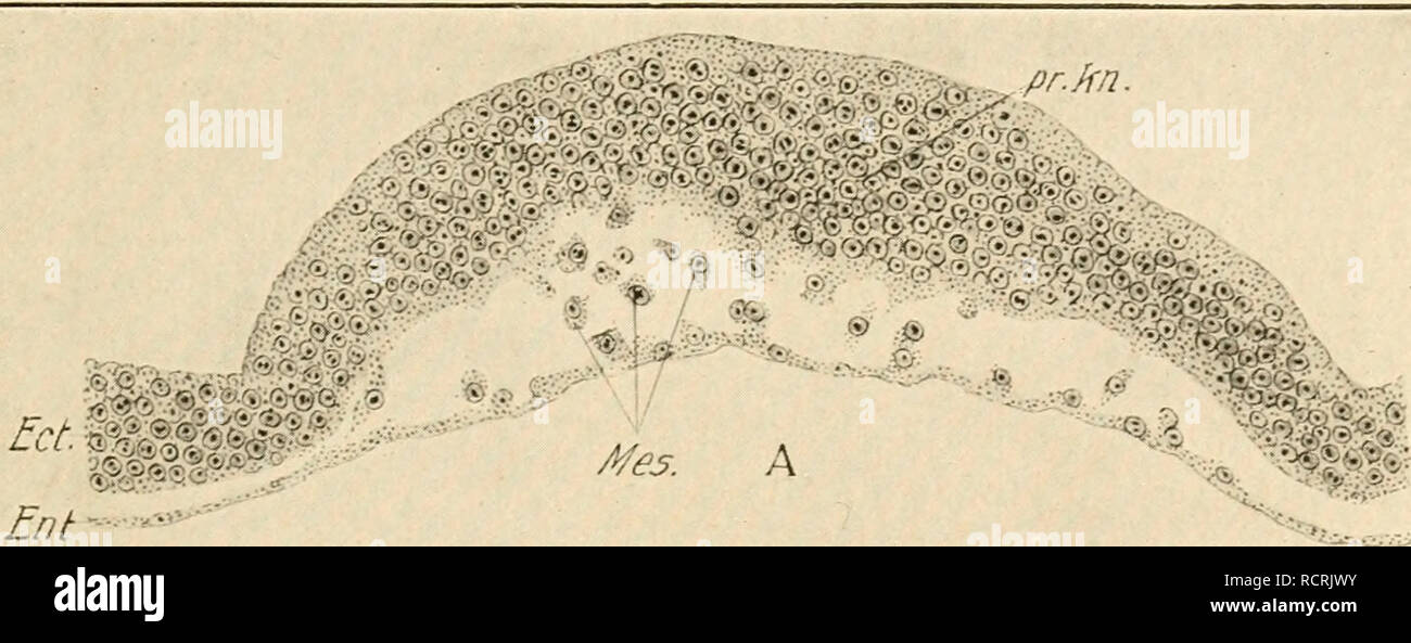 . The development of the chick; an introduction to embryology. Birds ...