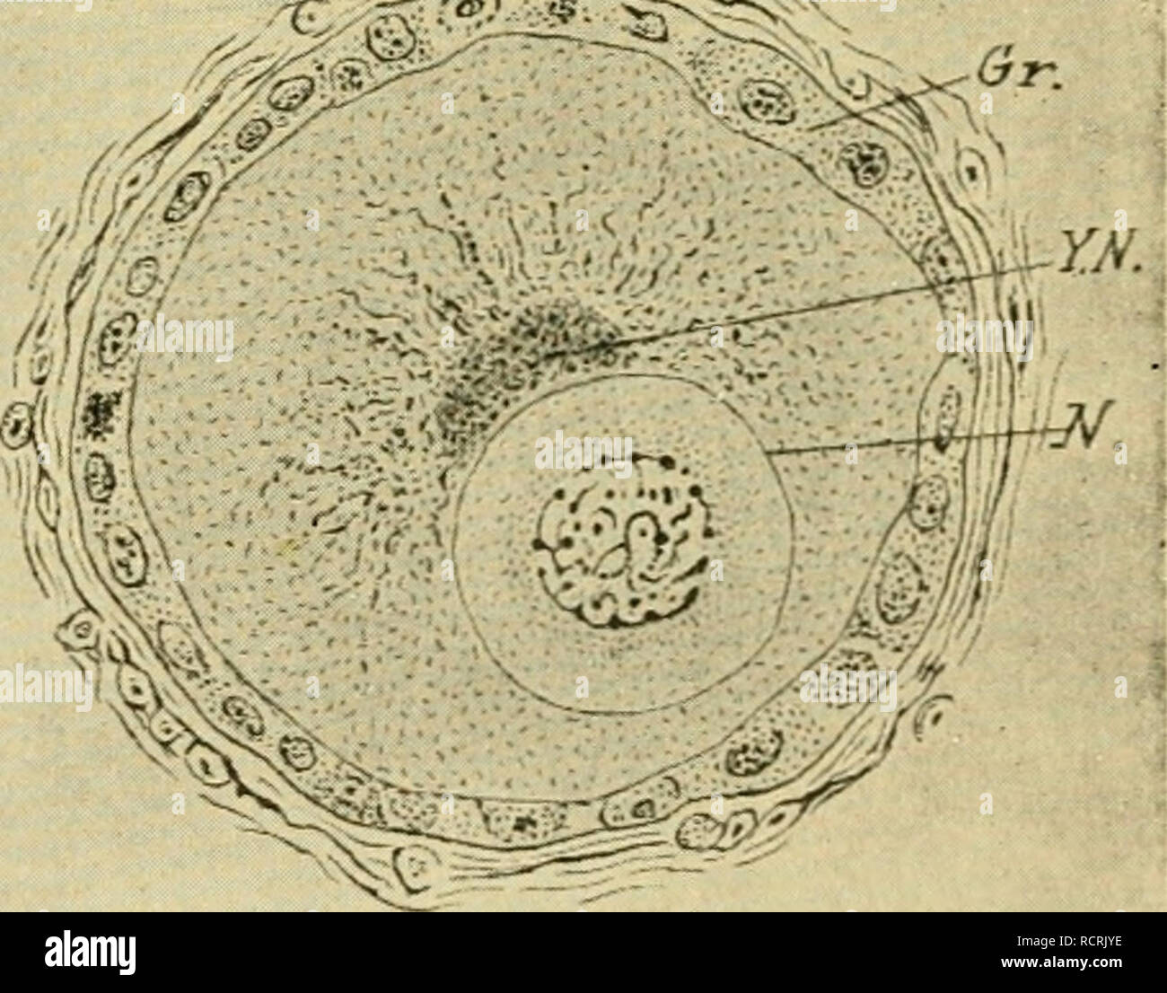 . The development of the chick : an introduction to embryology ...