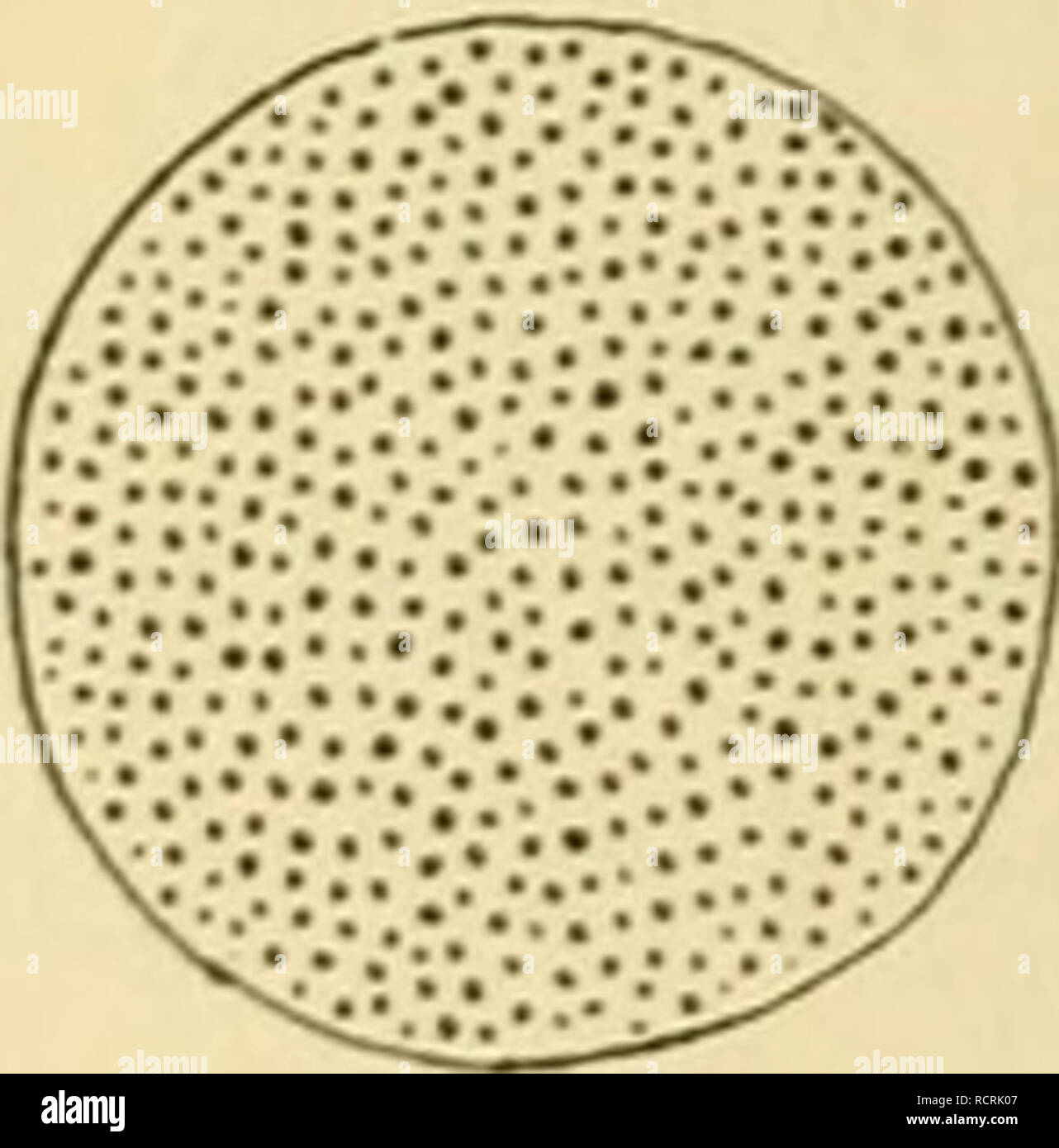 . The development of the chick : an introduction to embryology ...