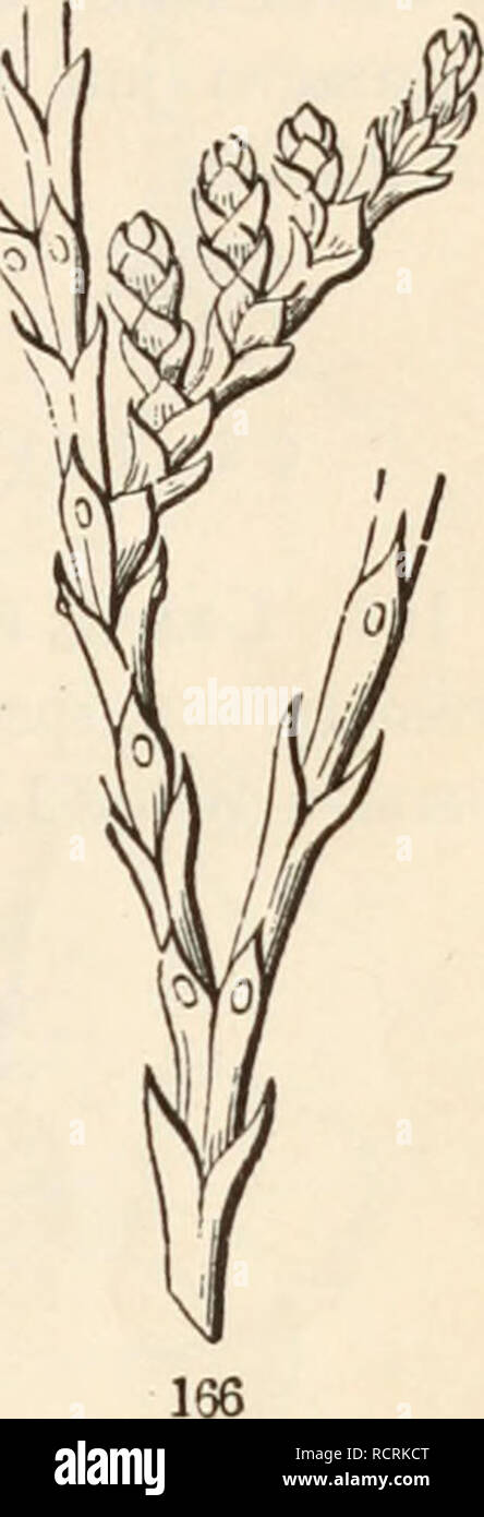 Cross section of a leaf petiole hi-res stock photography and images - Alamy