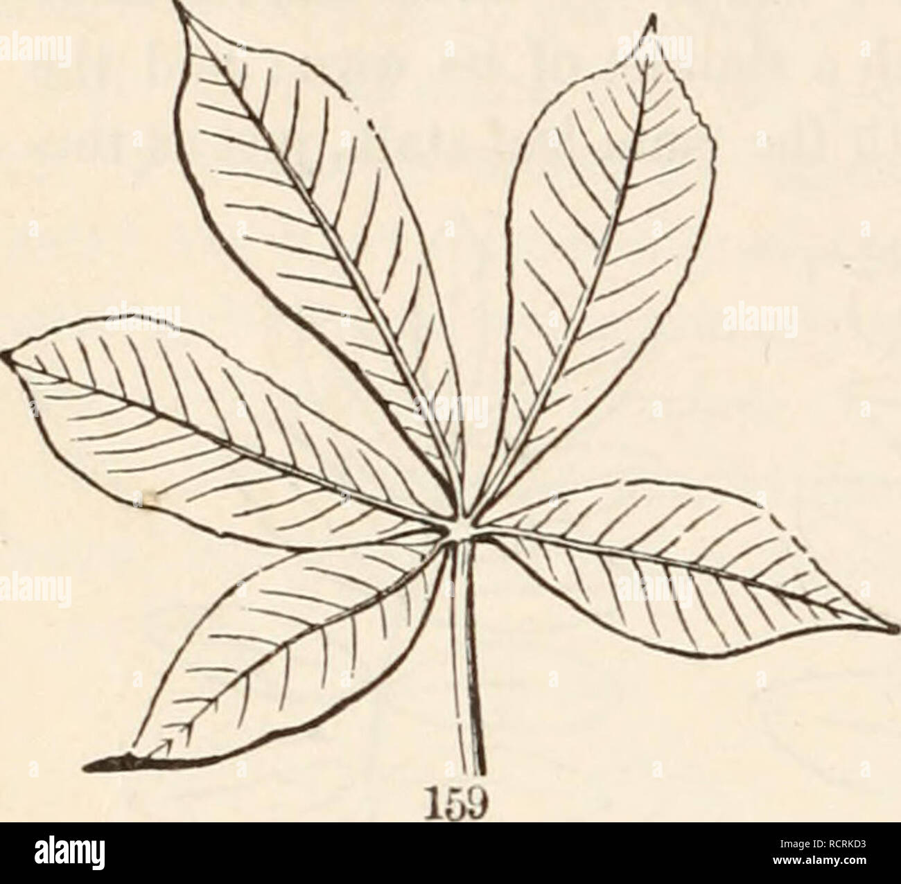 . The elements of botany for beginners and for schools. Botany. 58 ...