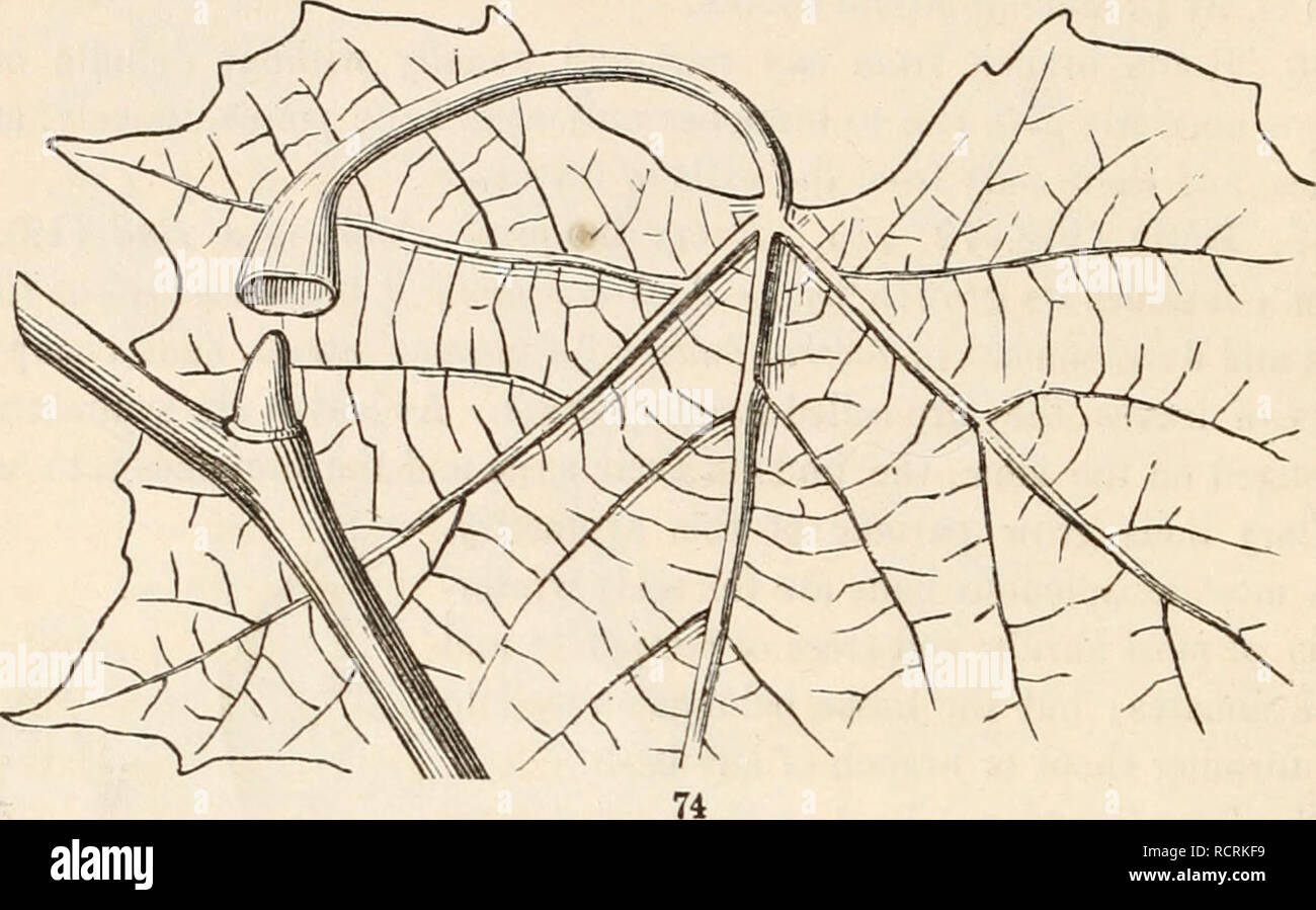 Well concealed cup hi-res stock photography and images - Alamy