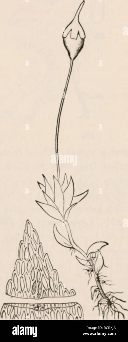. The elements of botany for beginners and for schools. Plants. SECTION ...