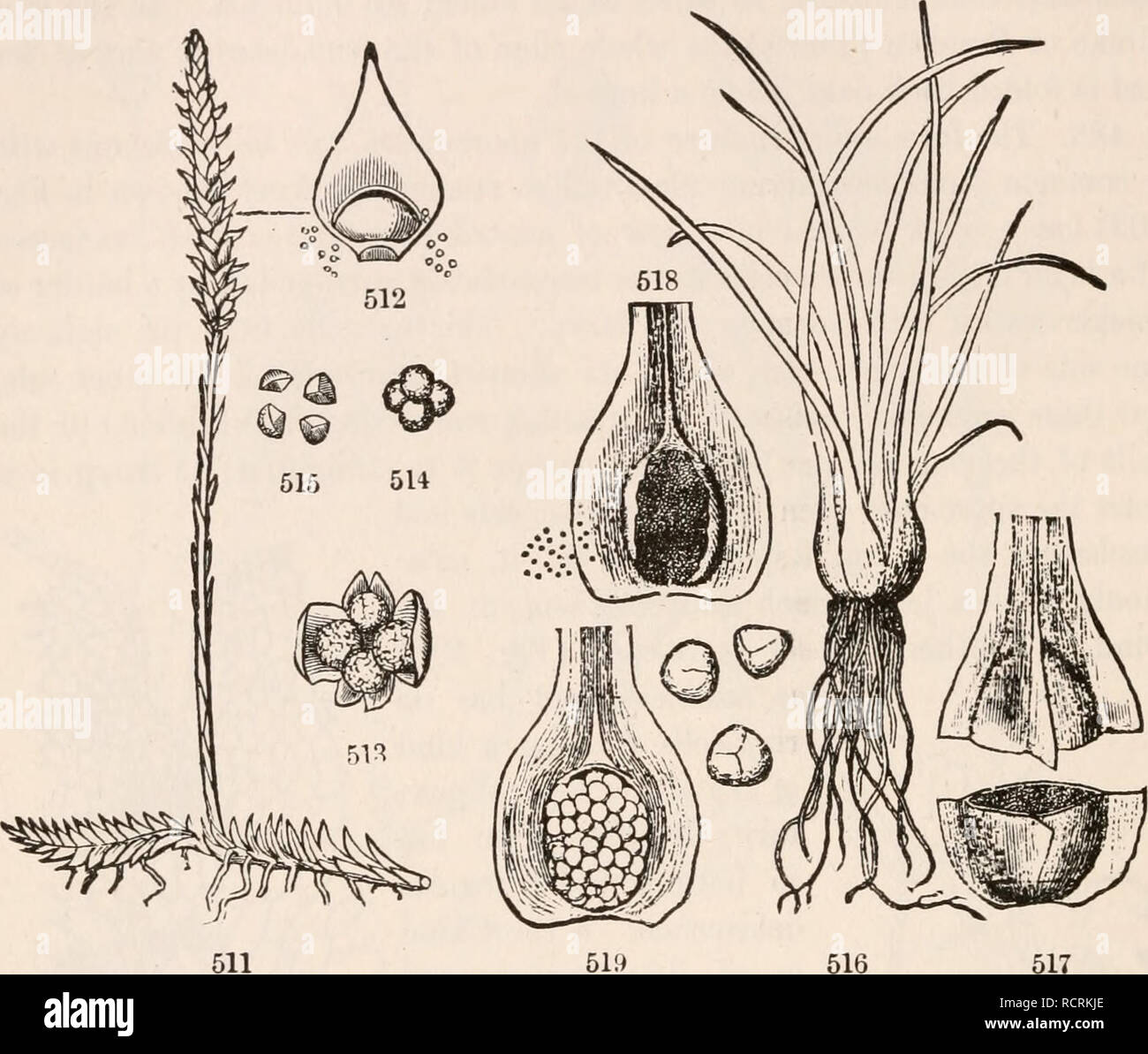 Fern plant under microscope hi-res stock photography and images - Alamy