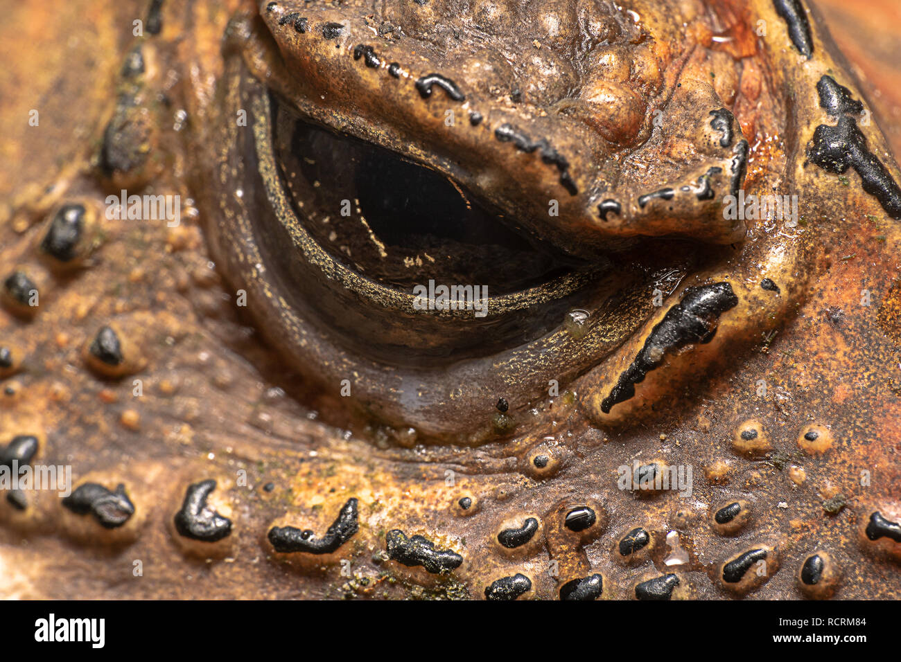Scary macro eye hi-res stock photography and images - Alamy