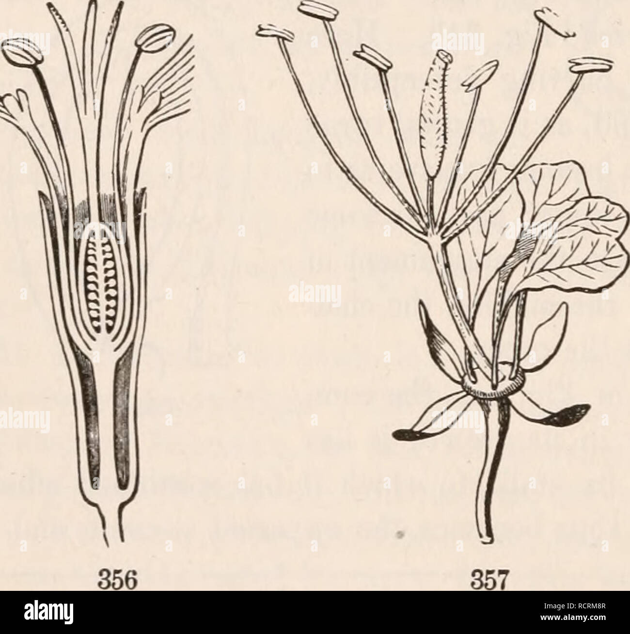 Amphitropous hi-res stock photography and images - Alamy