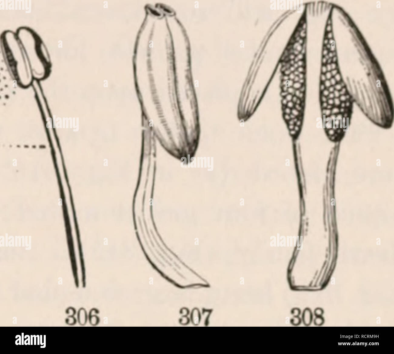 Botany vestige hi-res stock photography and images - Alamy