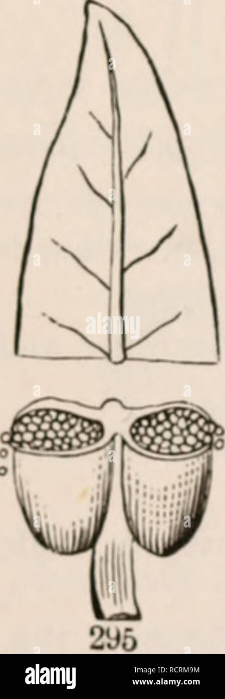 Versatile anther hi-res stock photography and images - Alamy