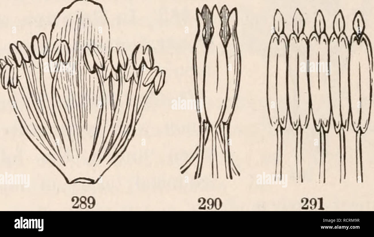 . The elements of botany for beginners and for schools. Plants ...