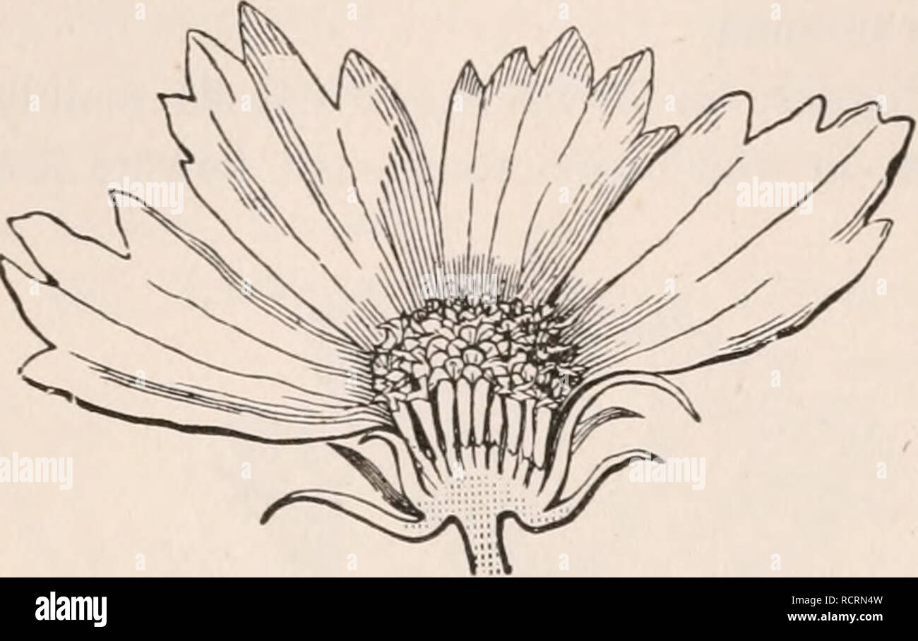 Tubular base to corolla hi-res stock photography and images - Alamy