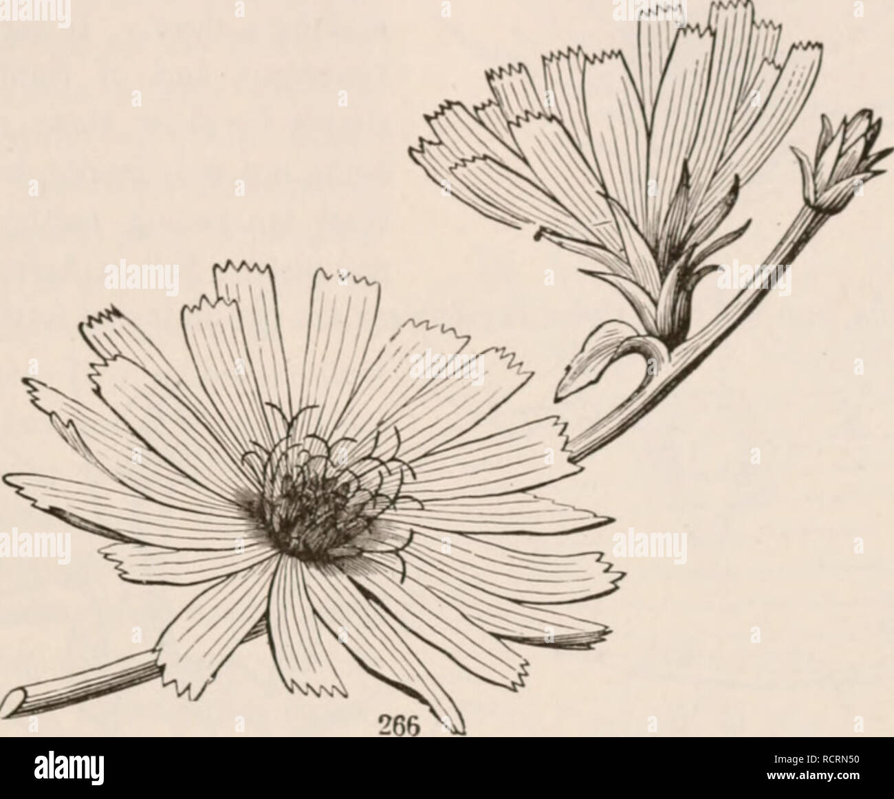 Ligulate Flowers High Resolution Stock Photography and Images - Alamy