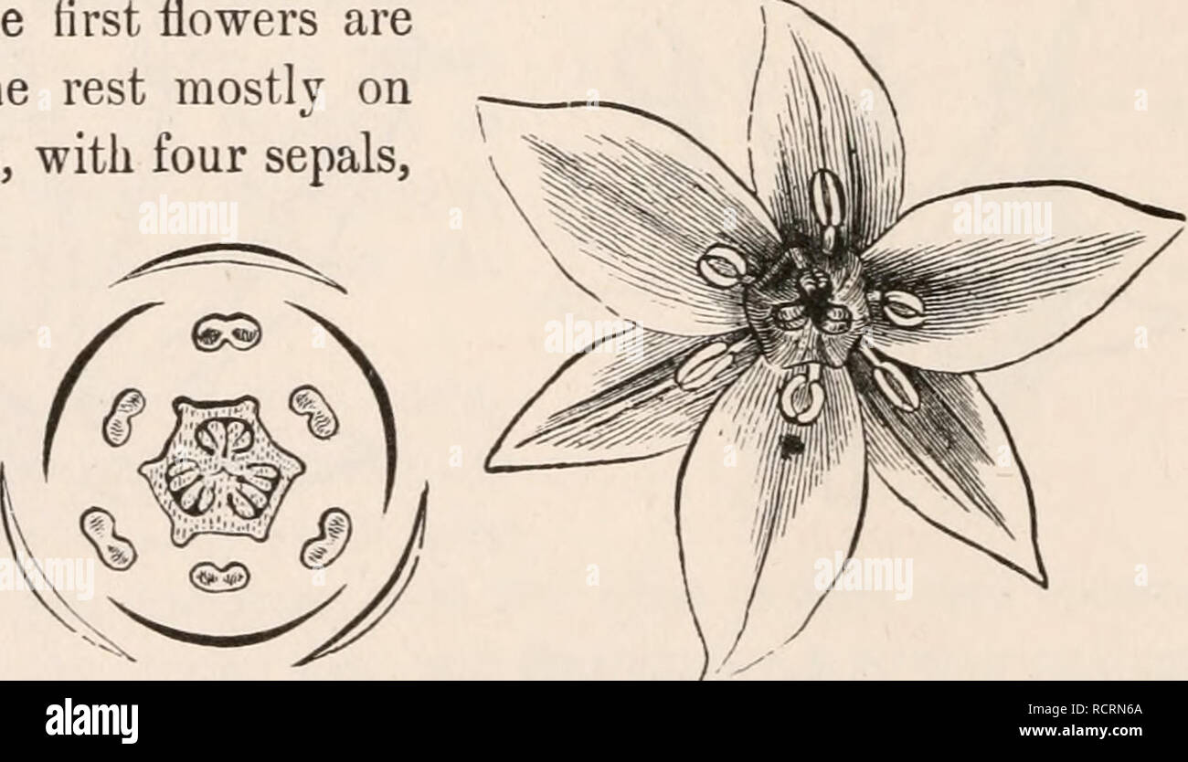 . The elements of botany for beginners and for schools. Plants. 225 ...