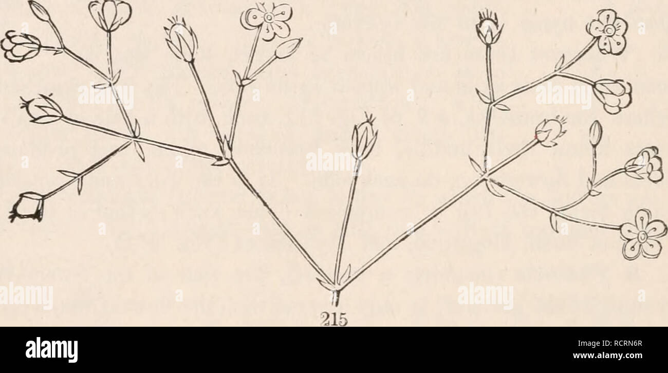 Scorpioid cyme hi-res stock photography and images - Alamy