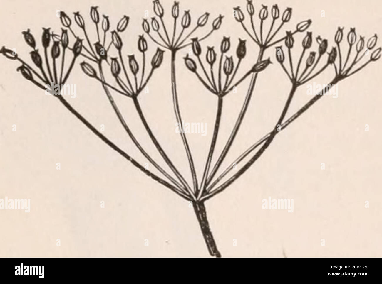 . The elements of botany for beginners and for schools. Plants. 76 ...