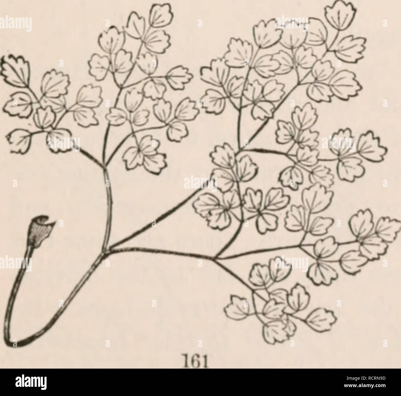 Decompound High Resolution Stock Photography and Images - Alamy