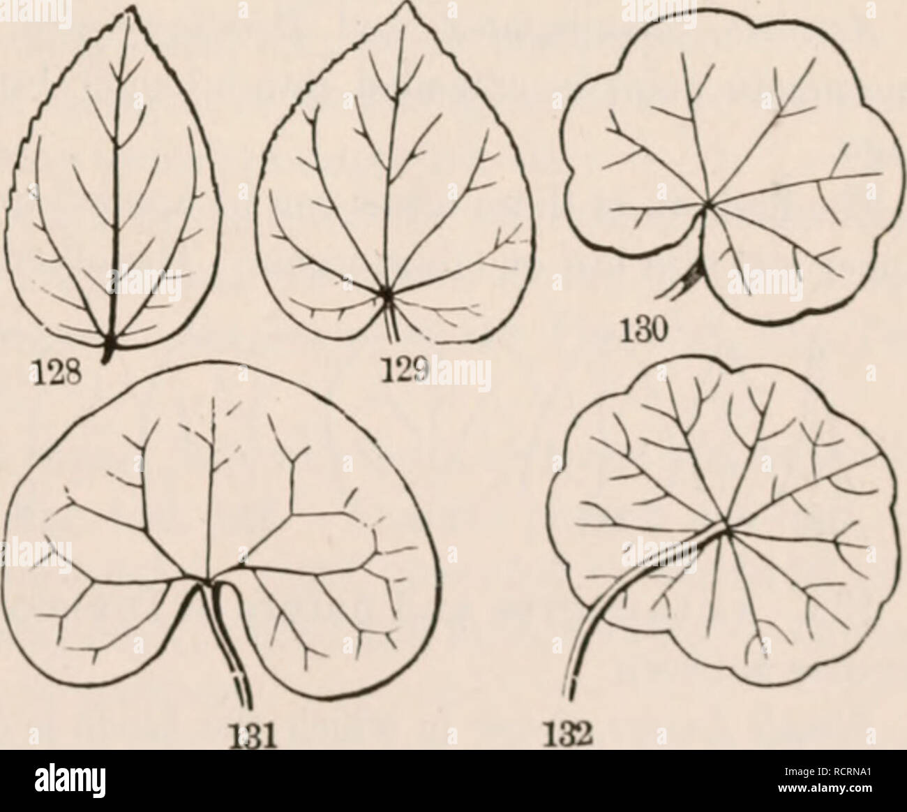 Hastate Leaves High Resolution Stock Photography and Images - Alamy