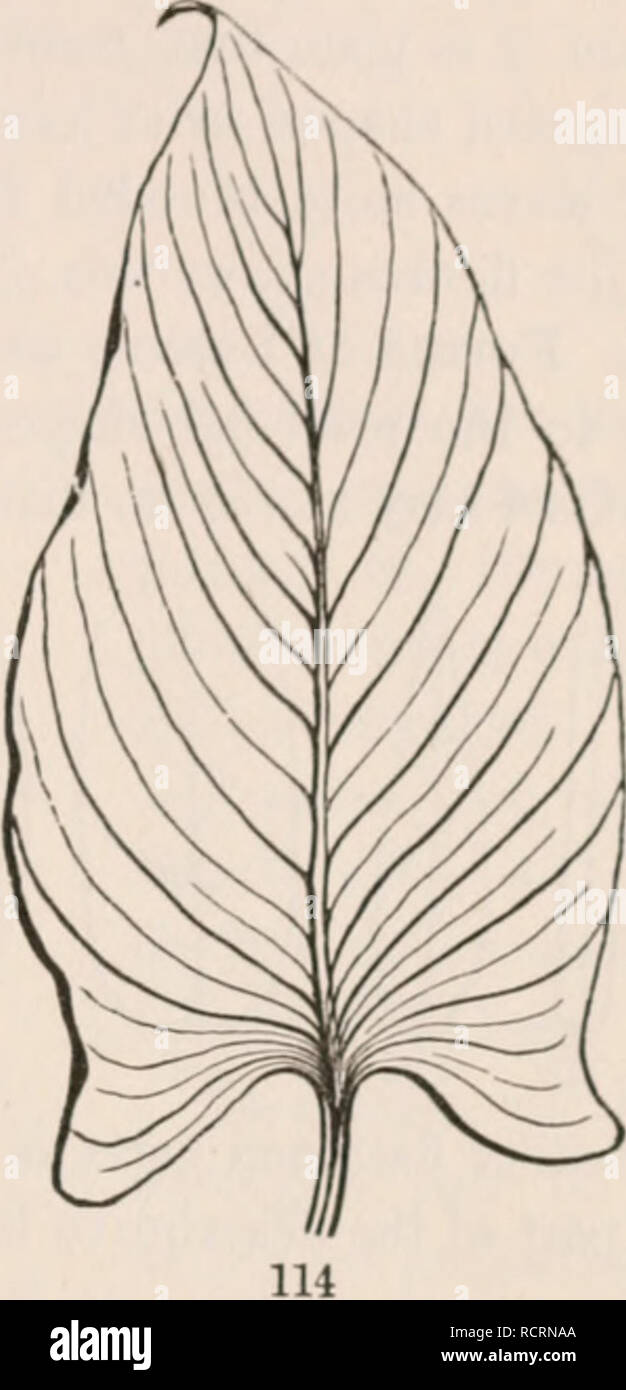 . The elements of botany for beginners and for schools. Plants. the ...