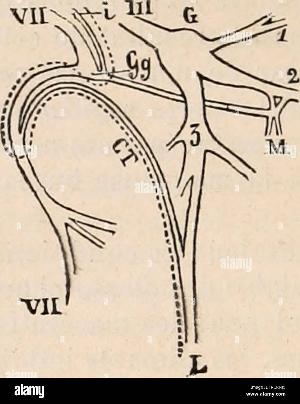 Wrisberg hi-res stock photography and images - Alamy