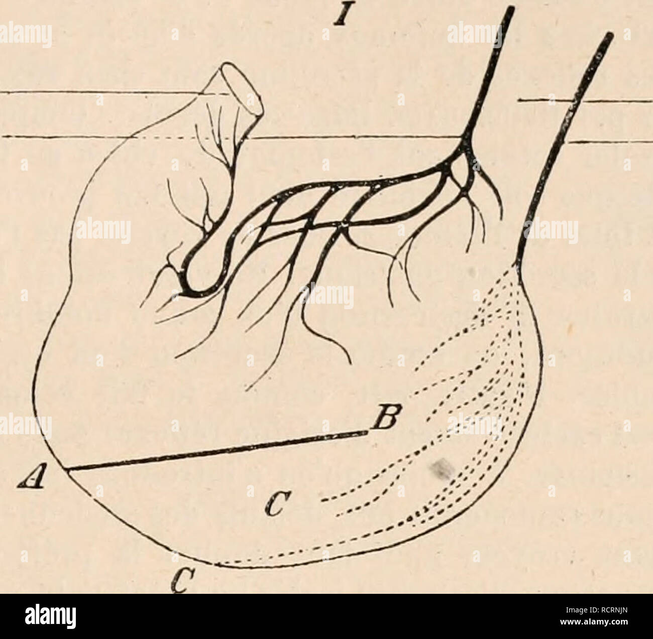 Estomac normal hi-res stock photography and images - Alamy