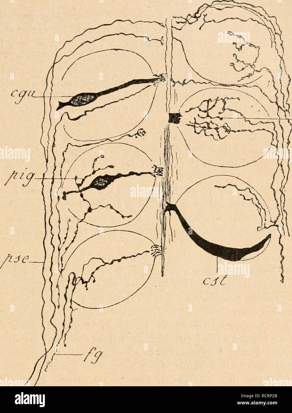 Bourgeon gustatif hi-res stock photography and images - Alamy