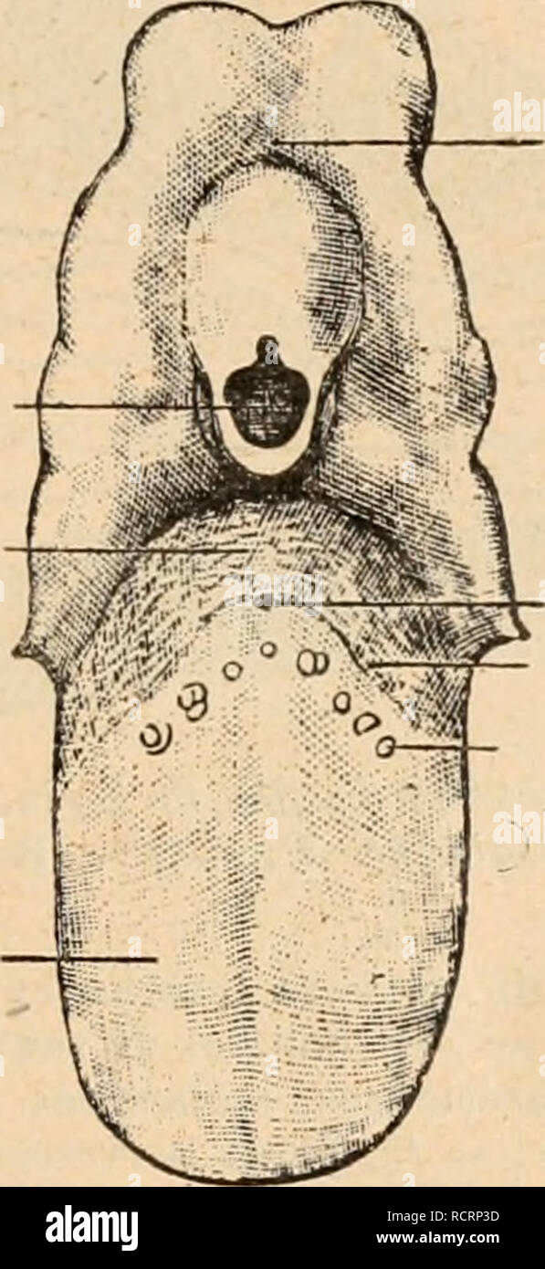 Bourgeon gustatif hi-res stock photography and images - Alamy