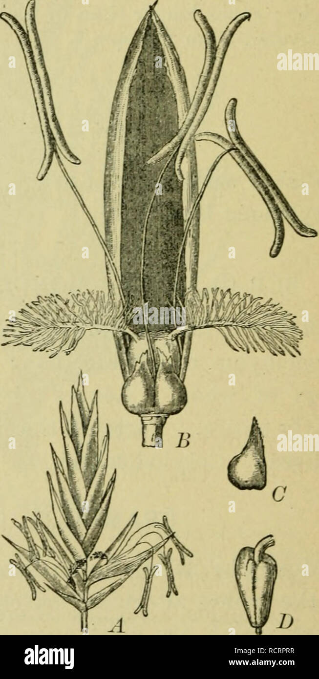 Bract Scales High Resolution Stock Photography and Images - Alamy