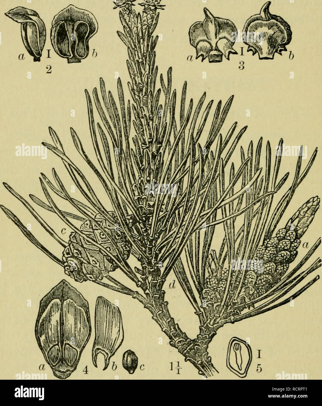 . Elements of botany. Plants. ELEMENTS OF BOTANY. b.' (P. rigida ...