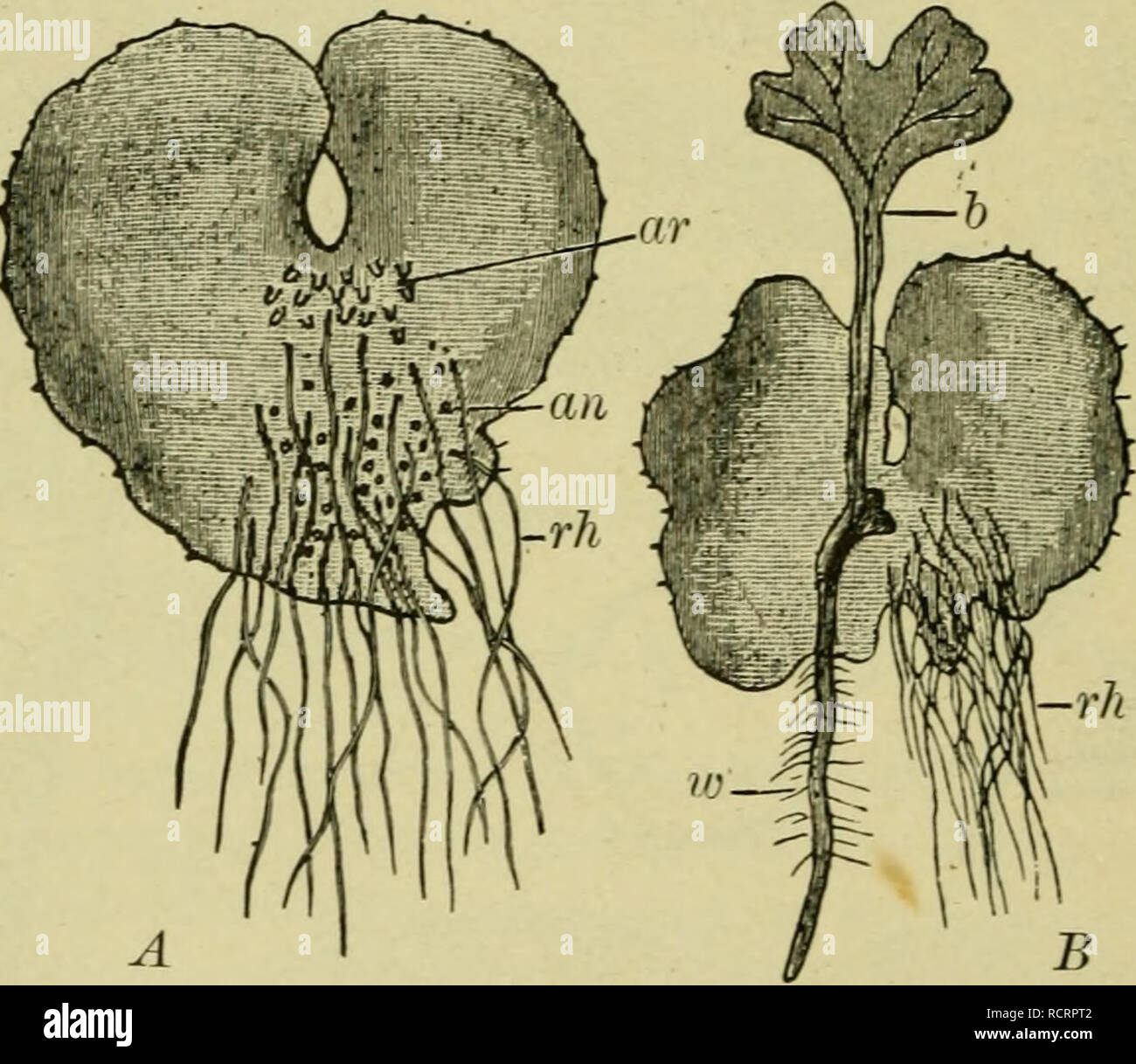 . Elements of botany. Plants. 244 ELEMENTS OF BOTANY. FERNS. 303 ...