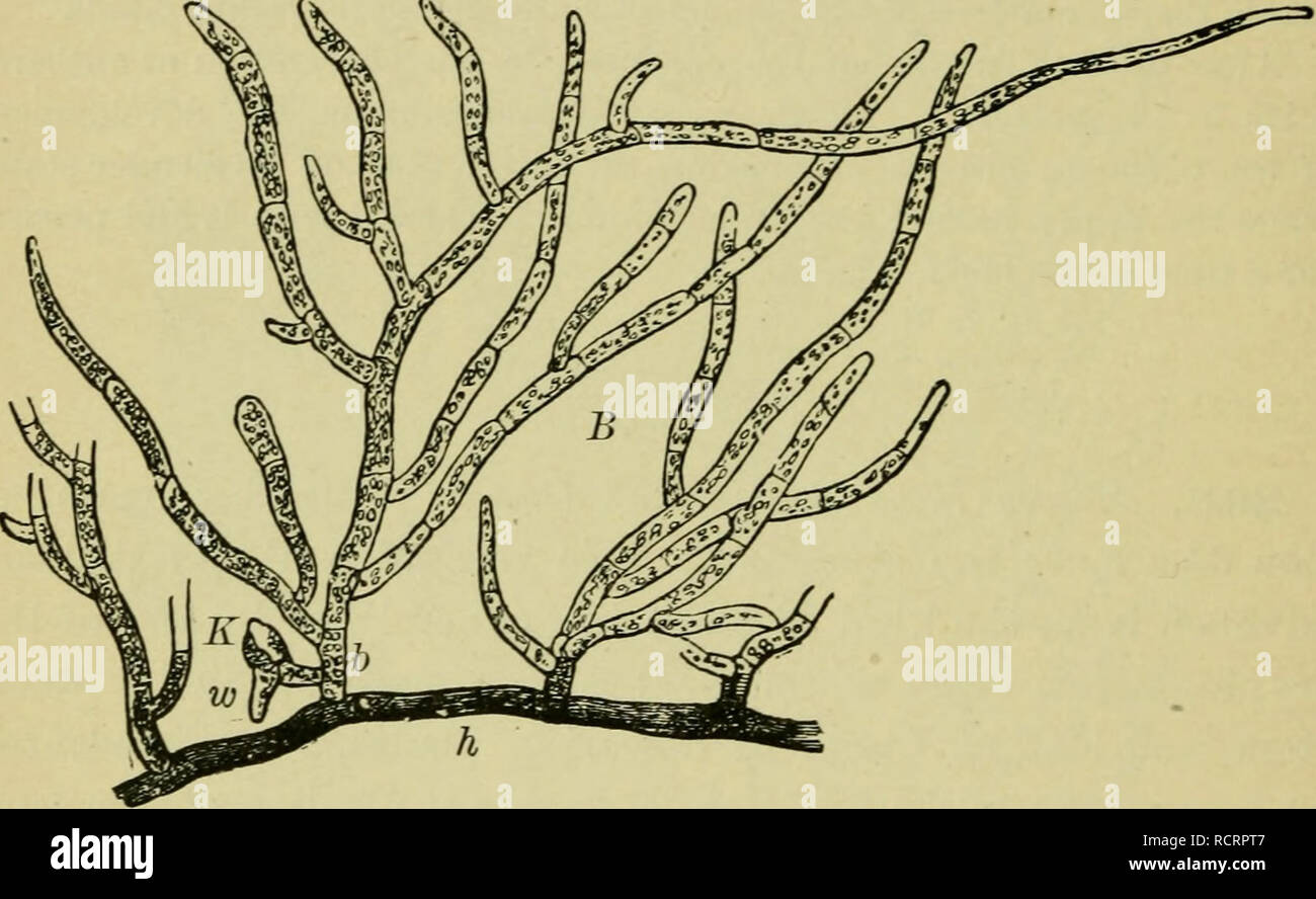 Plants reproductive elements hi-res stock photography and images - Alamy