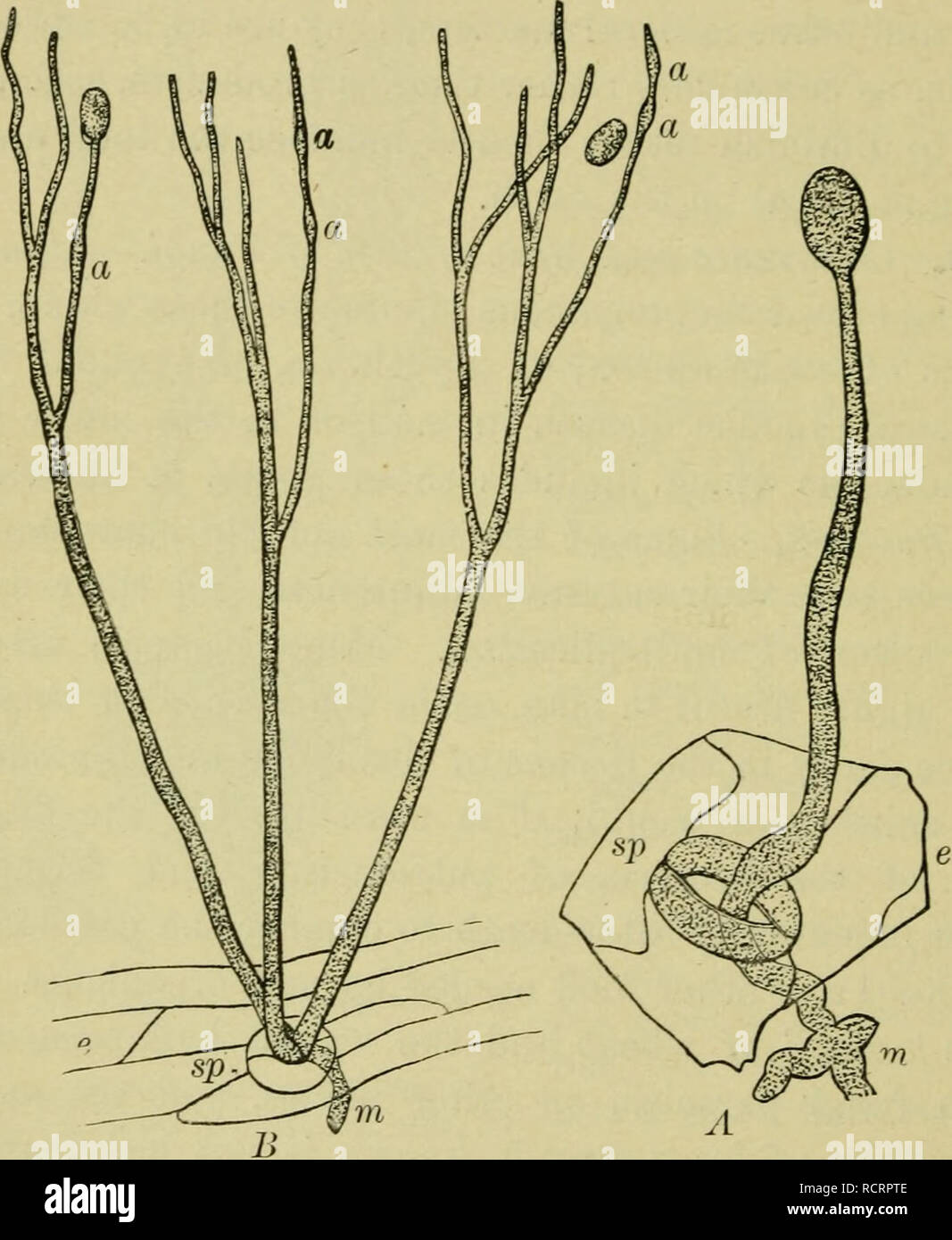 Spore Formation In Plants