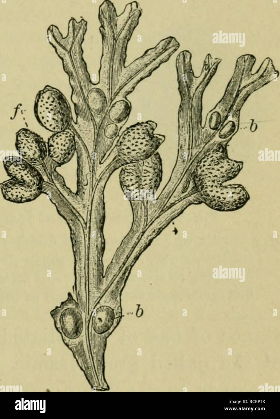 Boiling water melting ice hi-res stock photography and images - Alamy