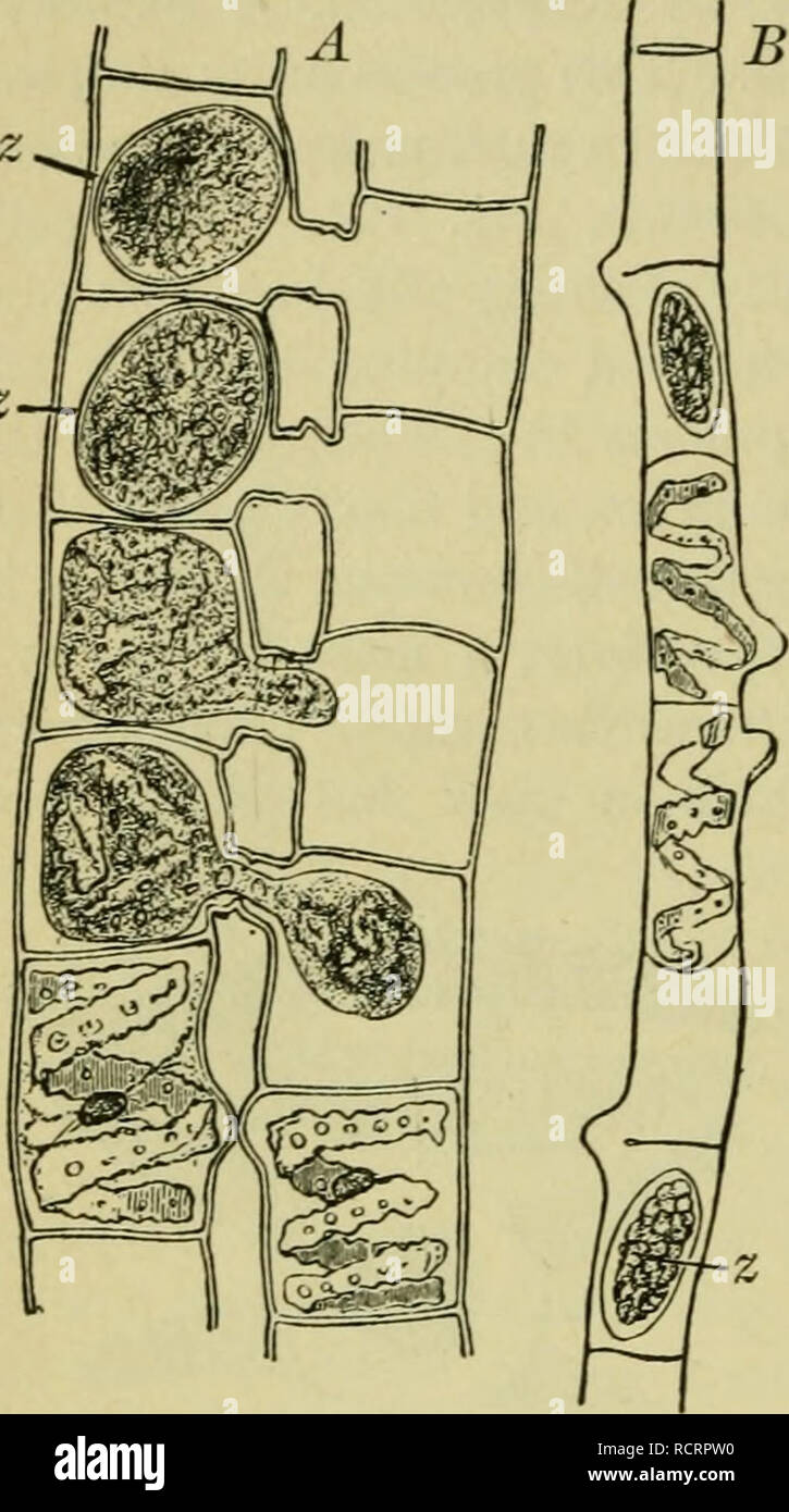 Spirogyra Conjugation Under Microscope