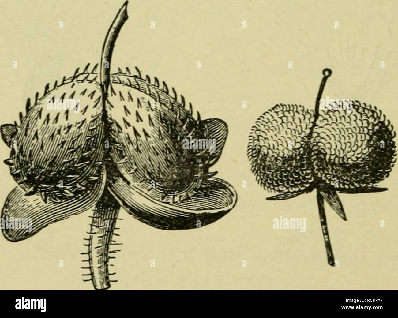 Bur cleaver hi-res stock photography and images - Alamy