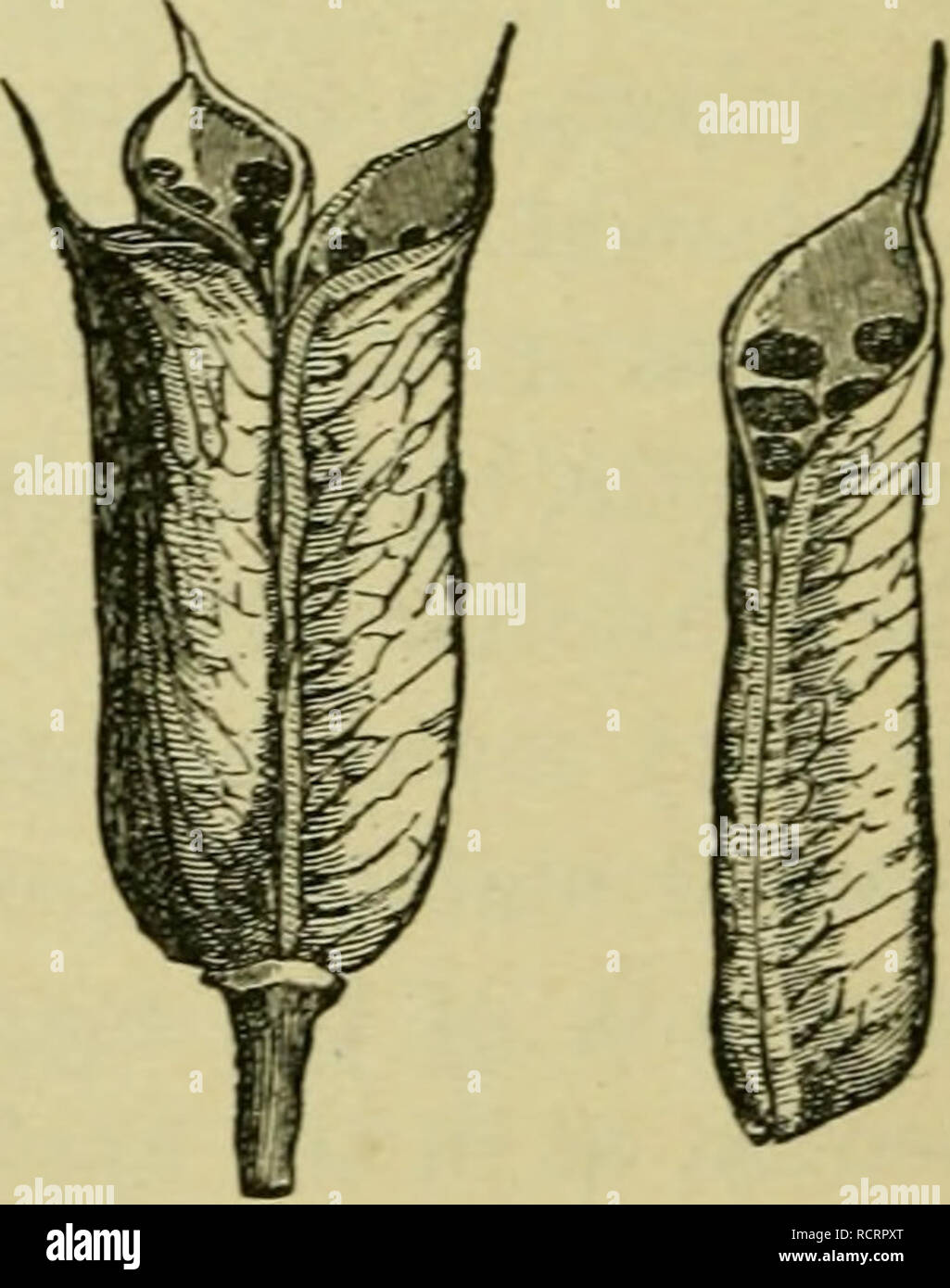 Rice an ovary hi-res stock photography and images - Alamy