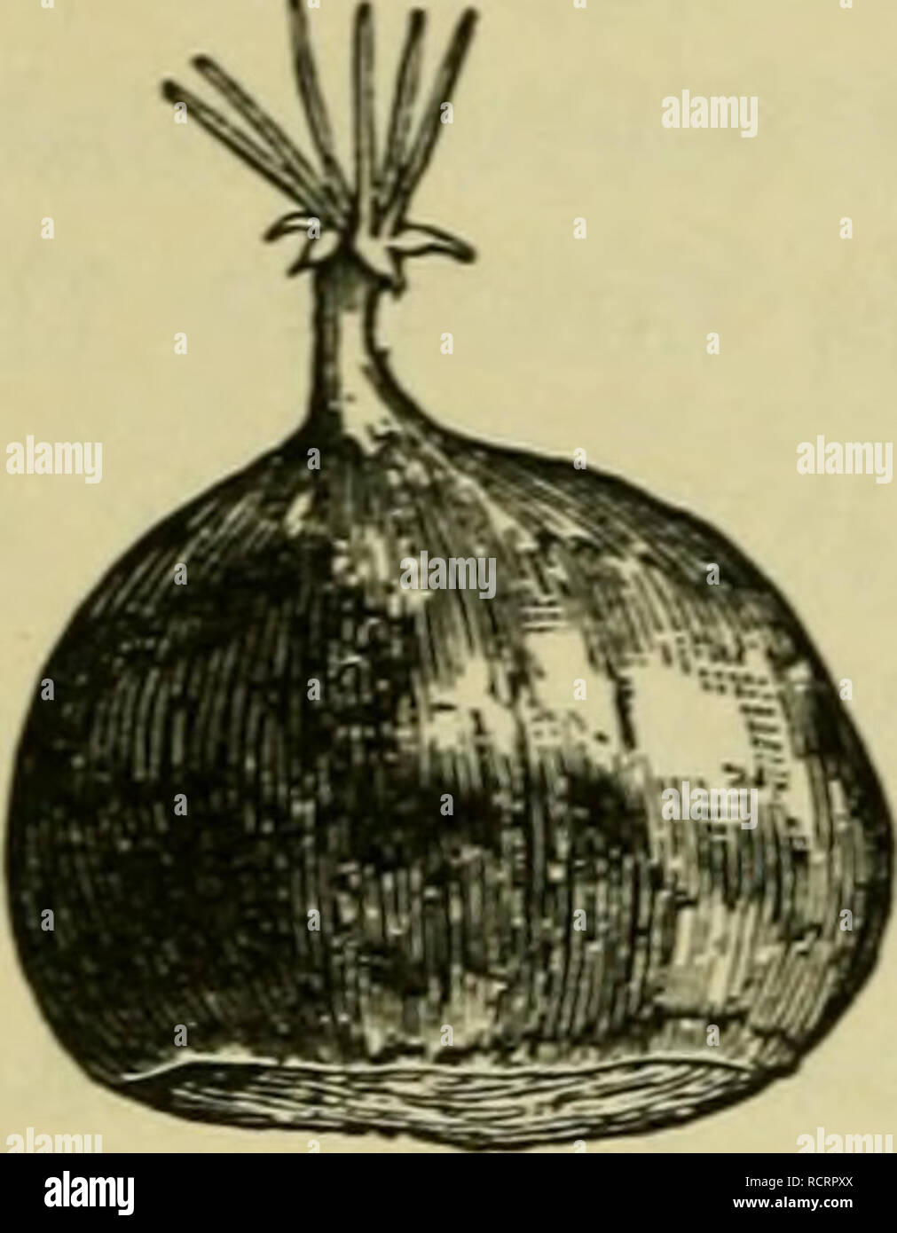 Rice an ovary hi-res stock photography and images - Alamy