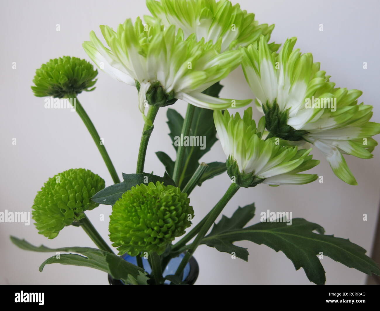 Sideways close-up of the flower head in an arrangement of green and ...