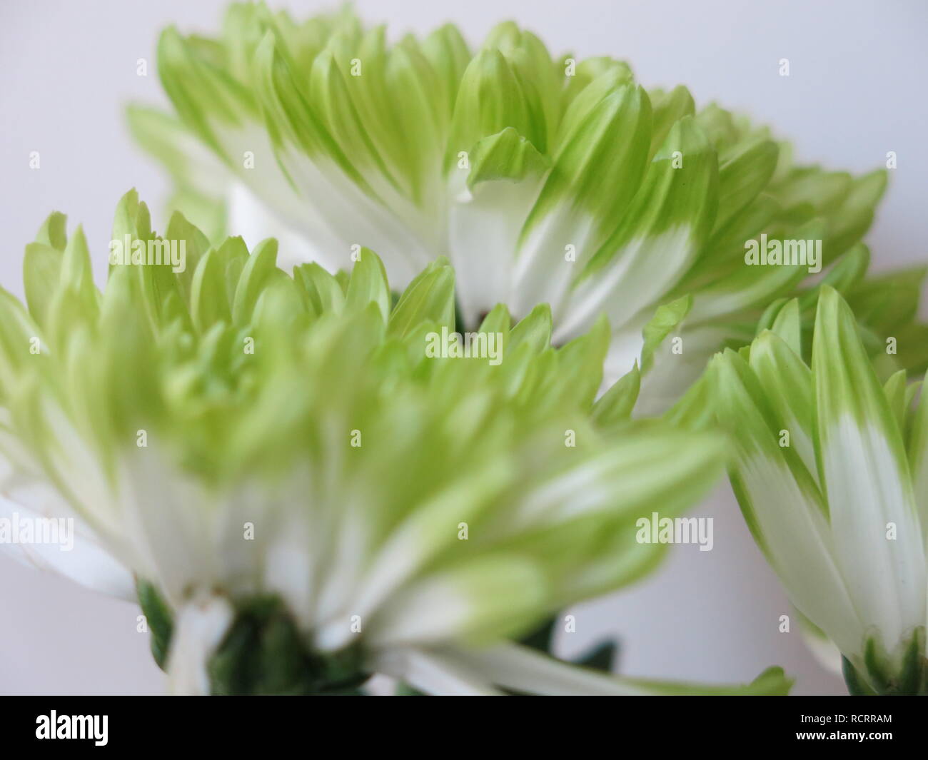 Sideways close-up of the flower head in an arrangement of green and ...
